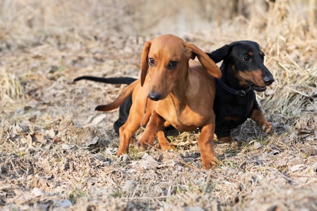 7 Amazing Ways Humans Wolves And Dogs Have Coevolved – lilpawsdogclinic